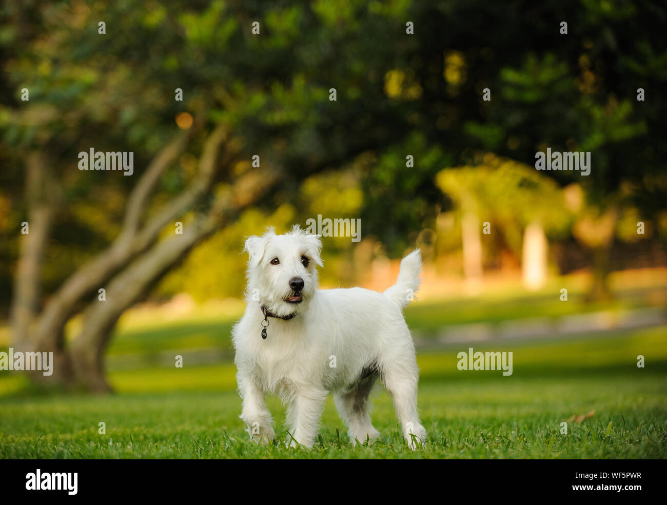 Weißer hund -Fotos und -Bildmaterial in hoher Auflösung – Alamy