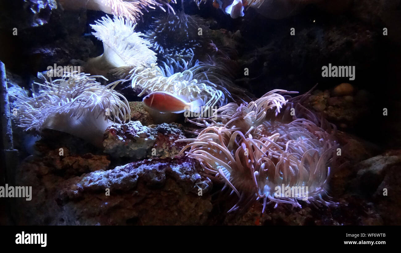 Fish swimming underwater -Fotos und -Bildmaterial in hoher Auflösung ...