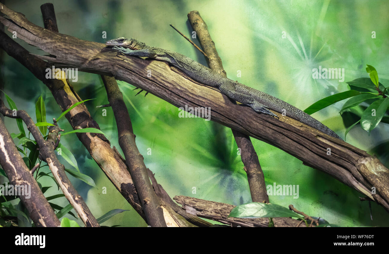 Papua waran -Fotos und -Bildmaterial in hoher Auflösung – Alamy