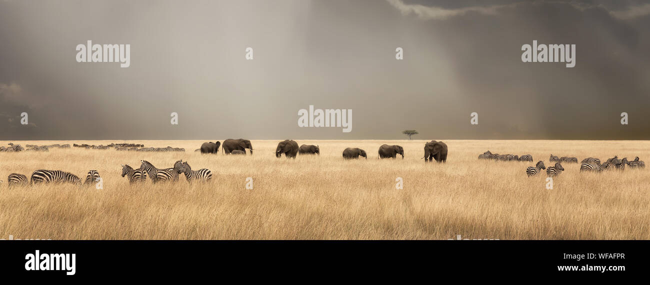 Rot hafergras -Fotos und -Bildmaterial in hoher Auflösung – Alamy