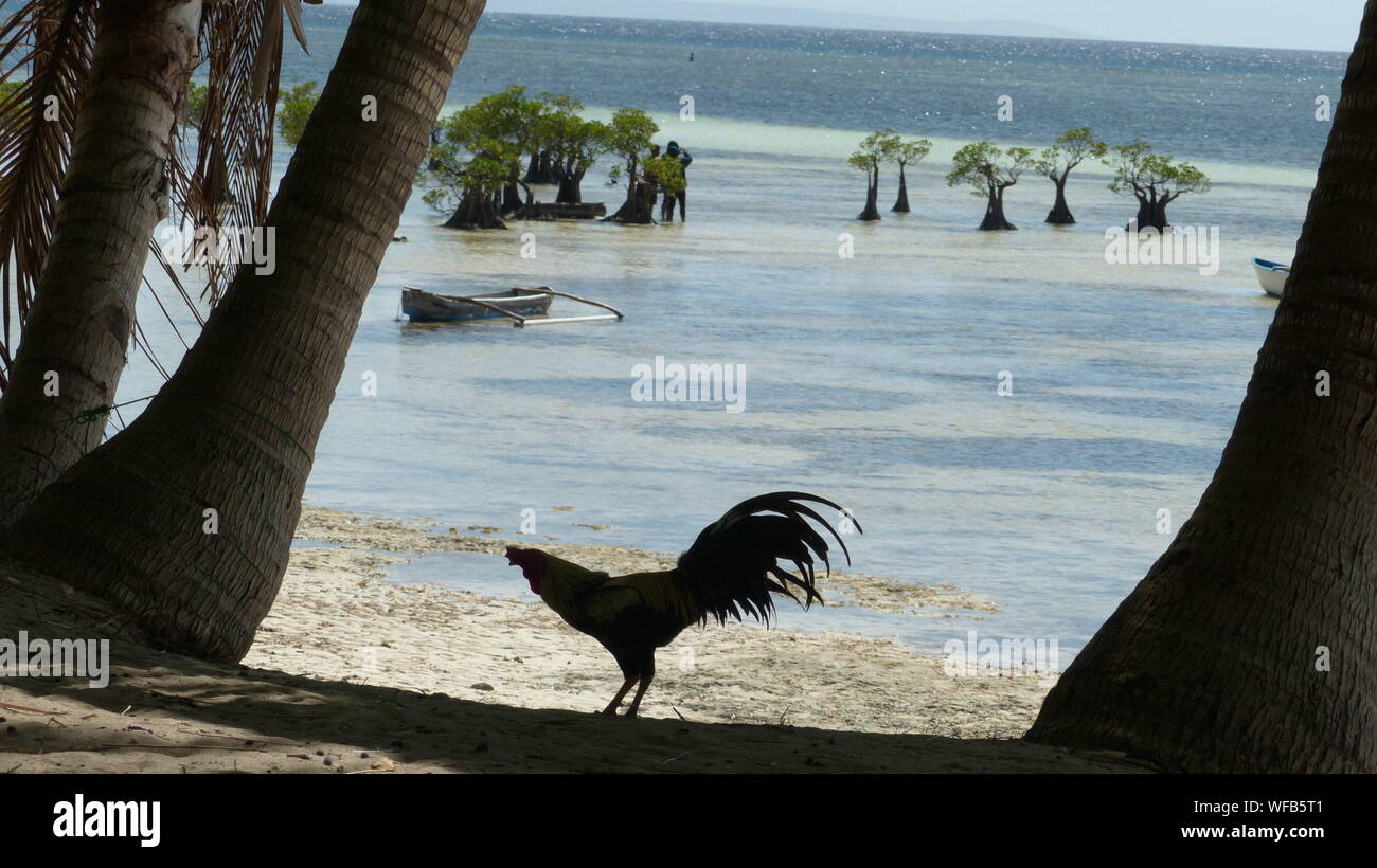 Huhn silhouette -Fotos und -Bildmaterial in hoher Auflösung – Alamy