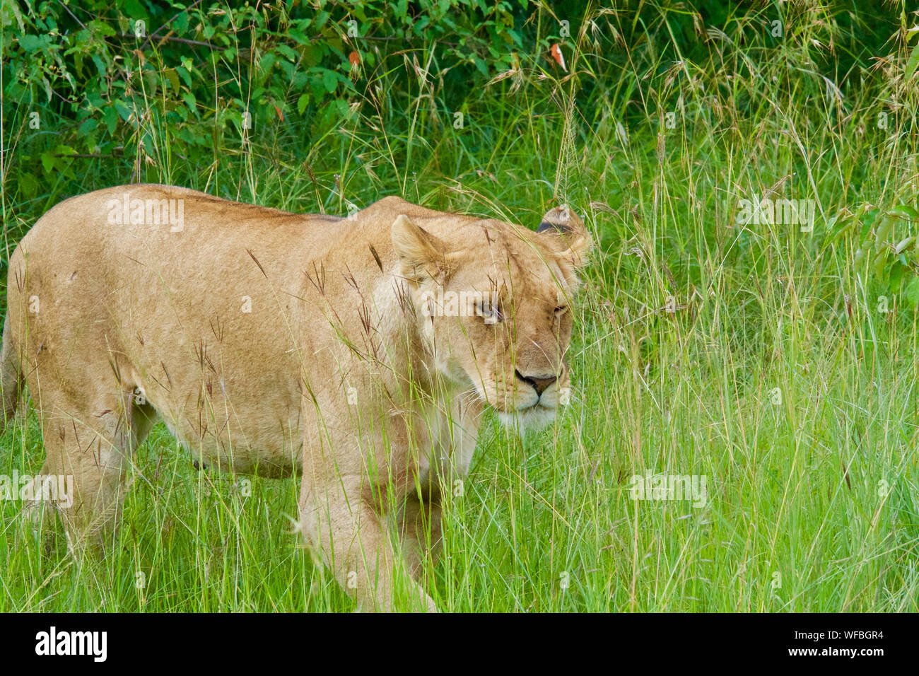 Lioness Standing Stockfotos und -bilder Kaufen - Alamy