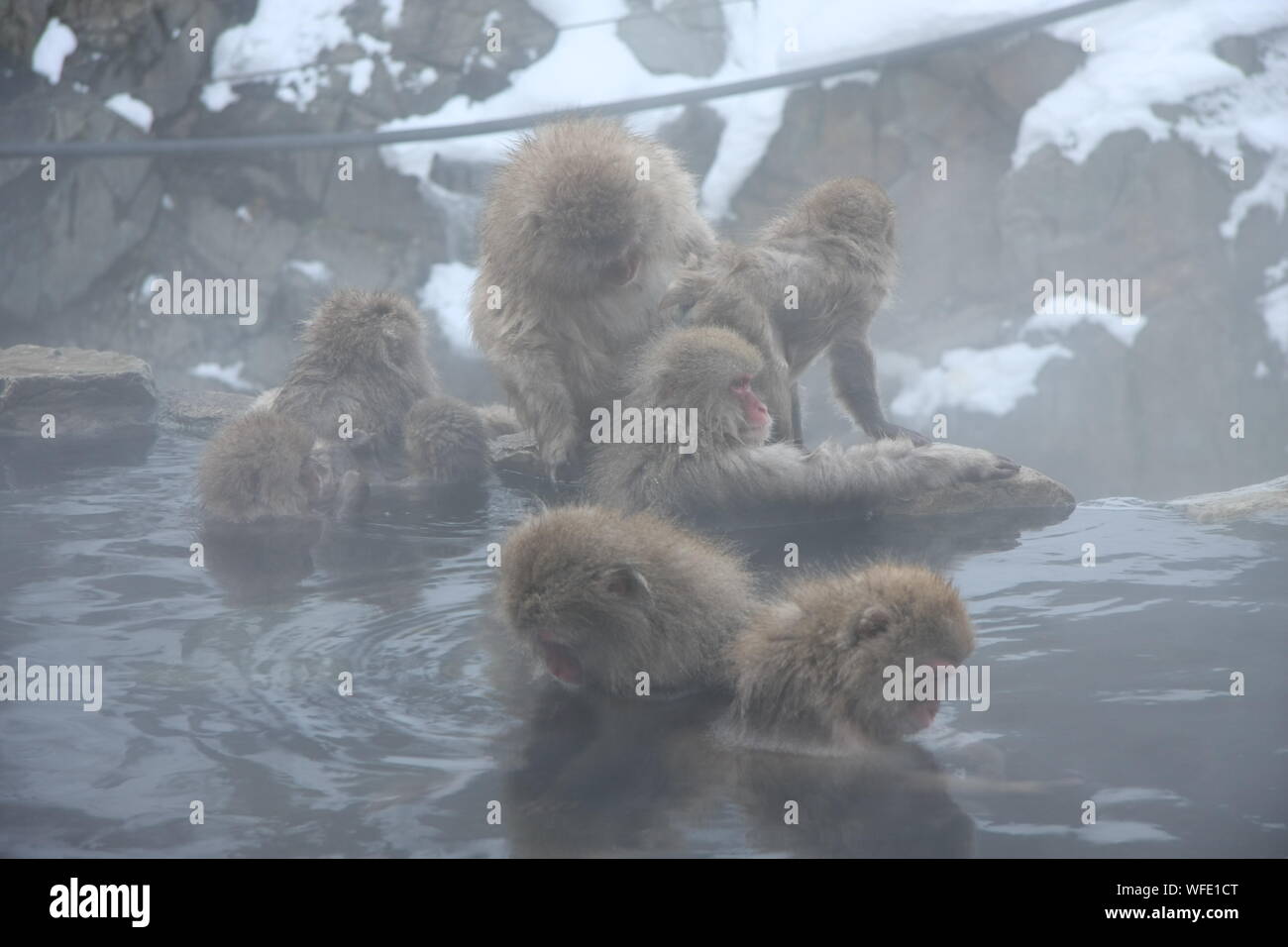 Japanese macaque hot spring -Fotos und -Bildmaterial in hoher Auflösung ...