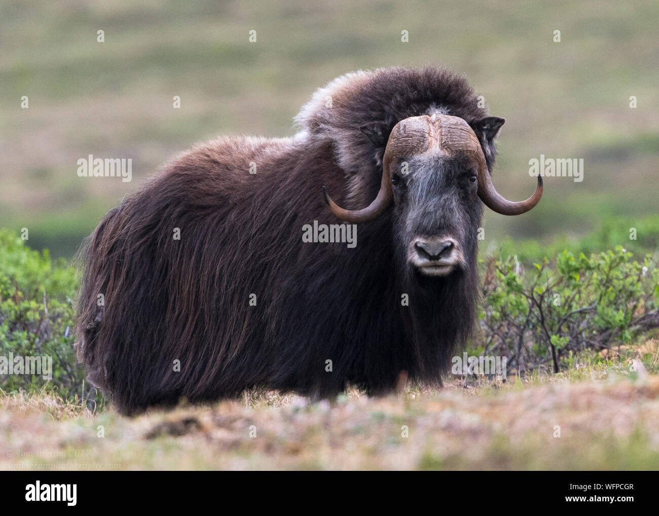 Alaska moschusochse -Fotos und -Bildmaterial in hoher Auflösung – Alamy