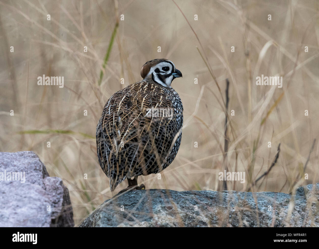 Cyrtonyx montezumae -Fotos und -Bildmaterial in hoher Auflösung – Alamy
