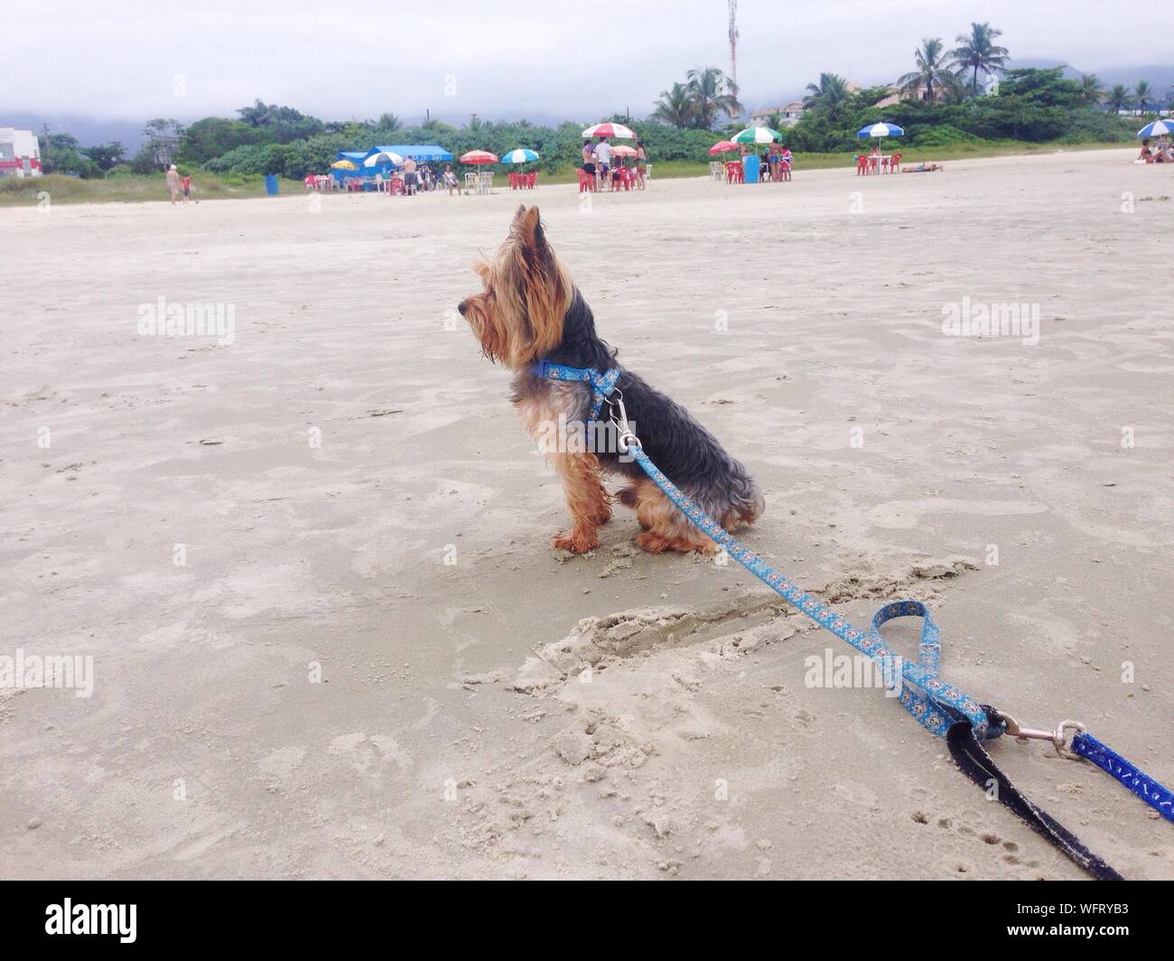 Menschen pferd hund strand -Fotos und -Bildmaterial in hoher Auflösung – Alamy