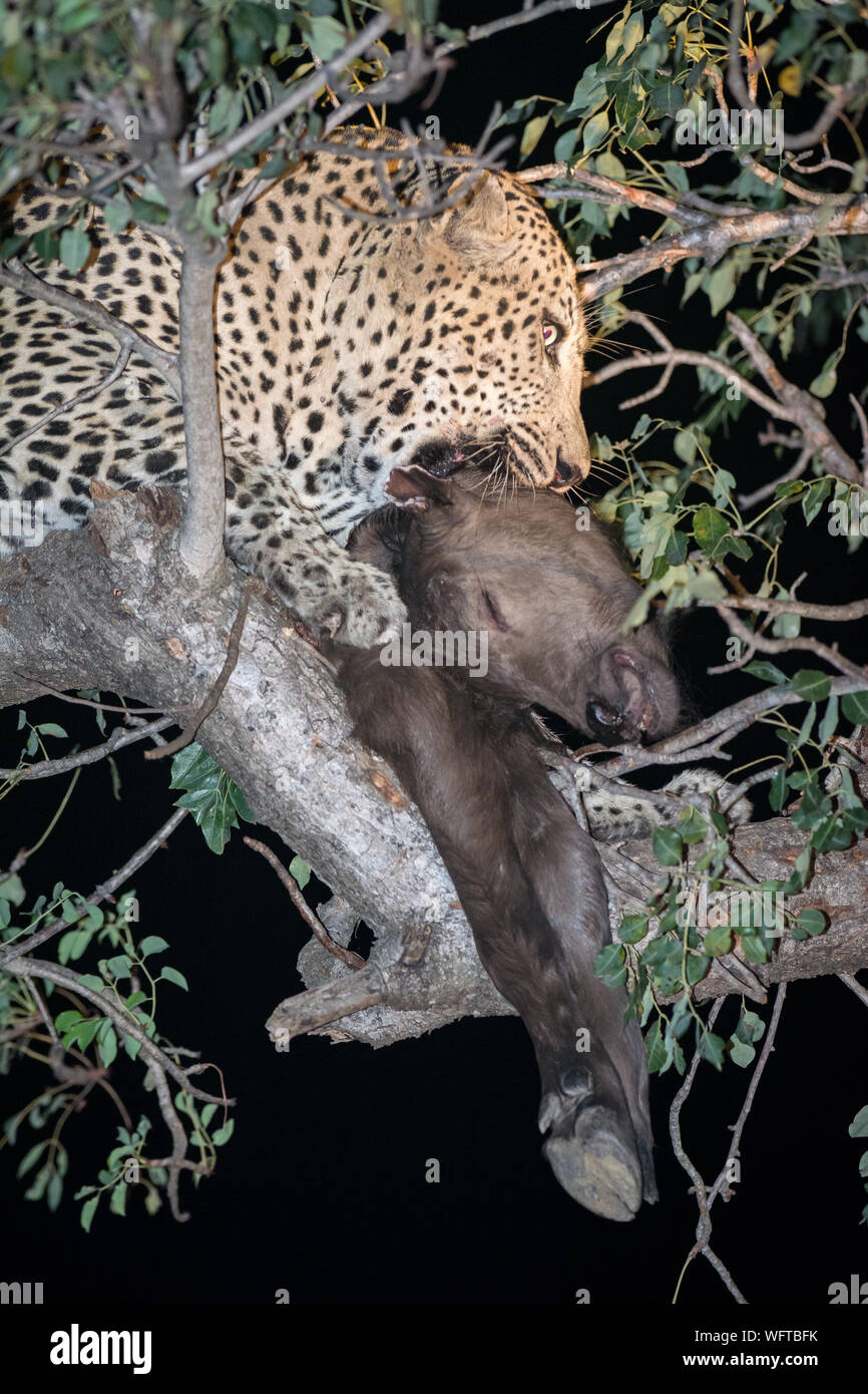 Leopardenjagd in der nacht -Fotos und -Bildmaterial in hoher Auflösung ...