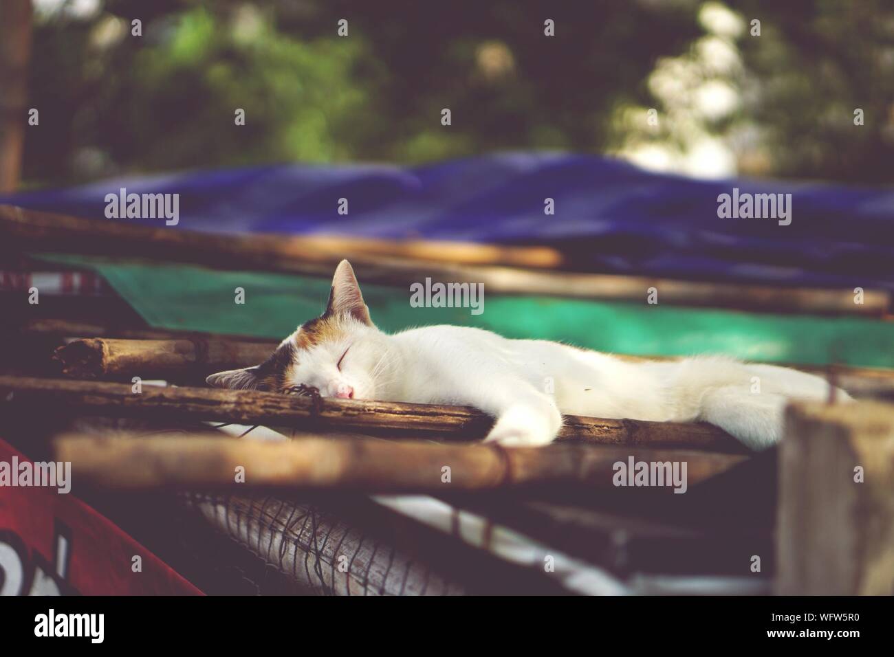 Katze liegend entspannen -Fotos und -Bildmaterial in hoher Auflösung ...
