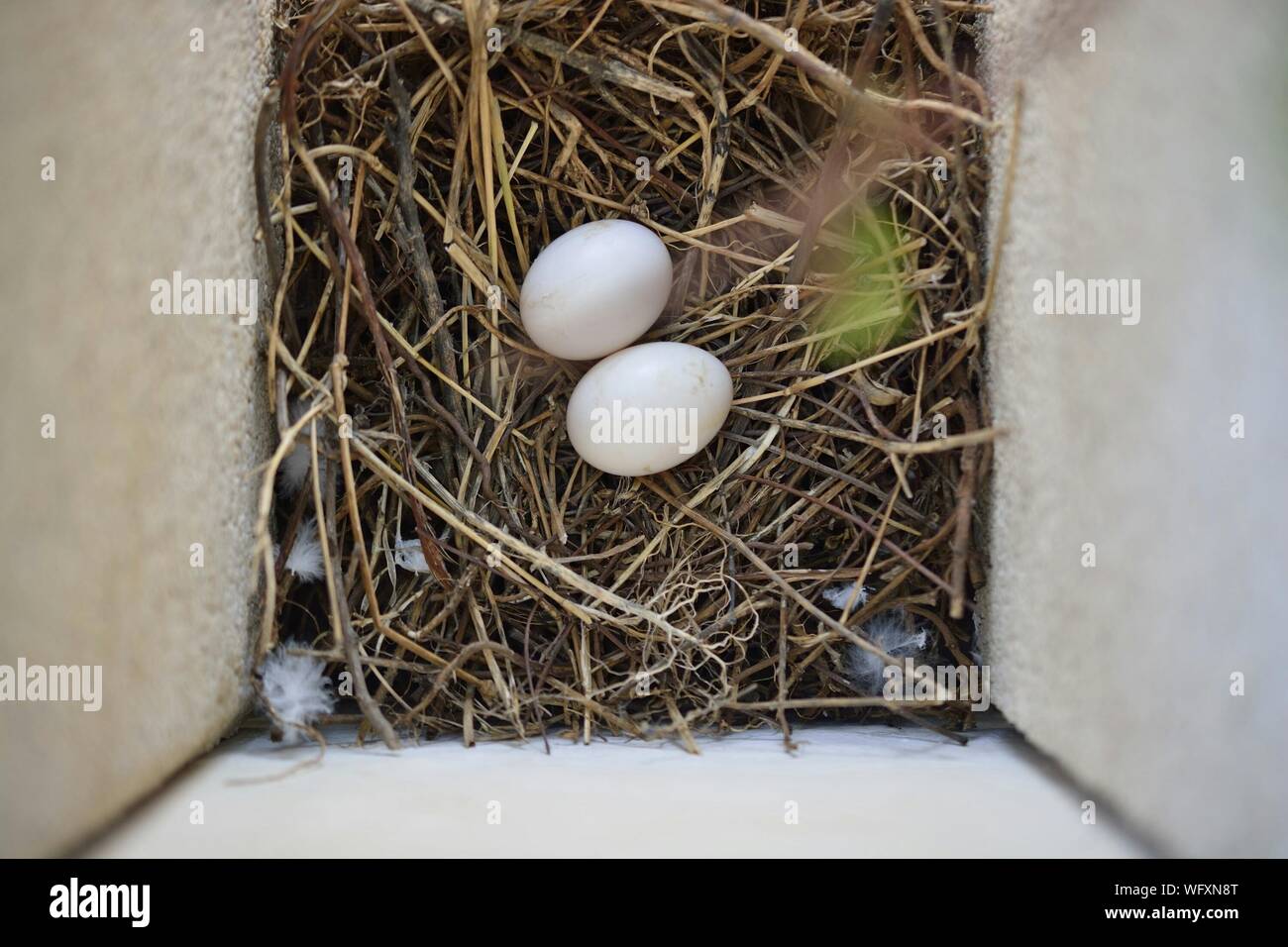 Taubeneier im nest -Fotos und -Bildmaterial in hoher Auflösung – Alamy