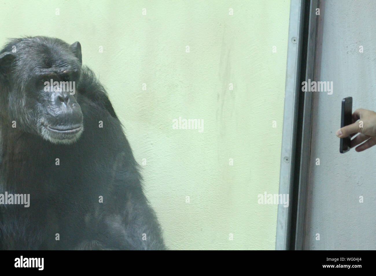 Chimpanzee human hand -Fotos und -Bildmaterial in hoher Auflösung – Alamy