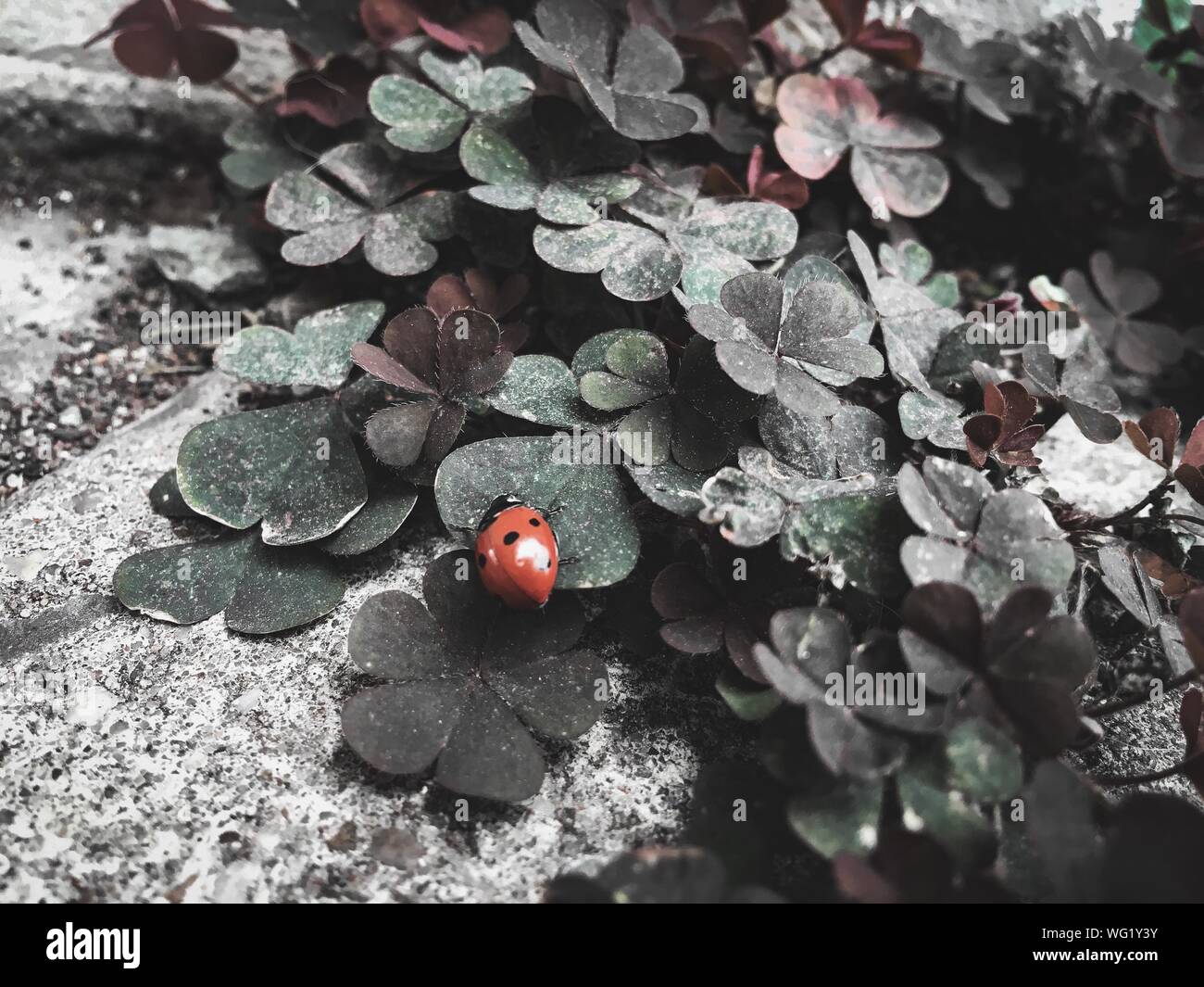 Ladybug winter -Fotos und -Bildmaterial in hoher Auflösung – Alamy