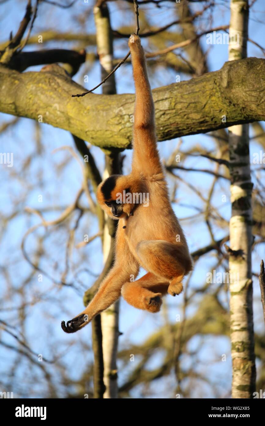 Monkey hanging branch -Fotos und -Bildmaterial in hoher Auflösung – Alamy