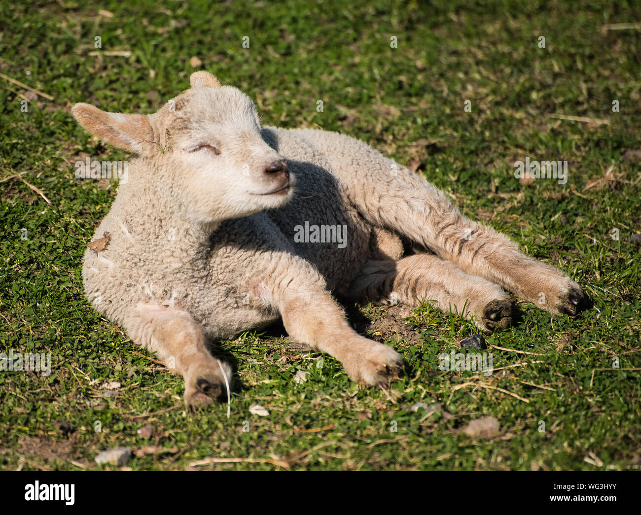 Lamb lying -Fotos und -Bildmaterial in hoher Auflösung – Alamy