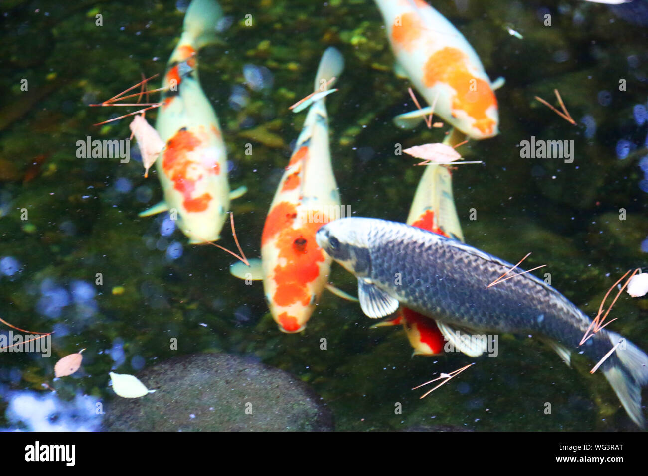 Carp out of water -Fotos und -Bildmaterial in hoher Auflösung – Alamy