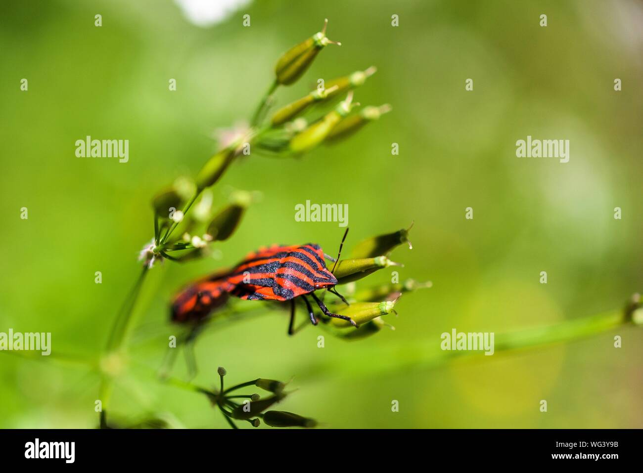 Rote wanze -Fotos und -Bildmaterial in hoher Auflösung – Alamy