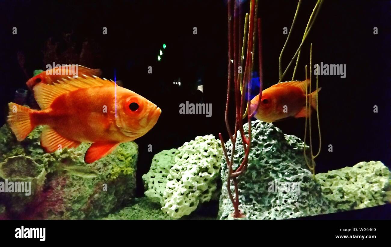 Papageienfisch nahaufnahme -Fotos und -Bildmaterial in hoher Auflösung ...