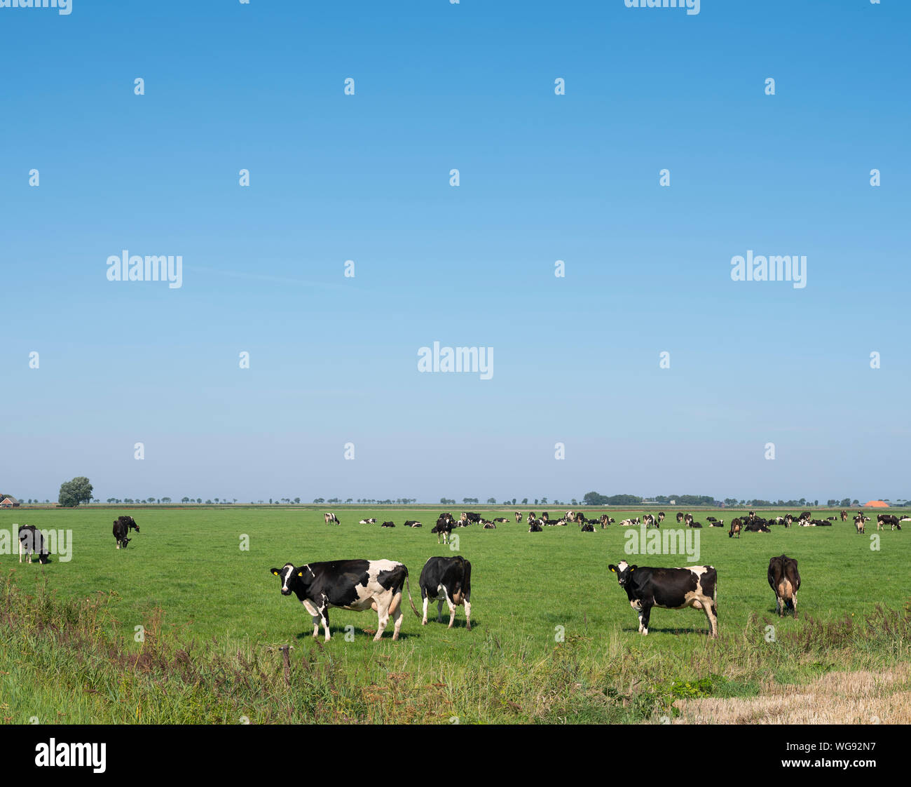 Groningen cattle -Fotos und -Bildmaterial in hoher Auflösung – Alamy