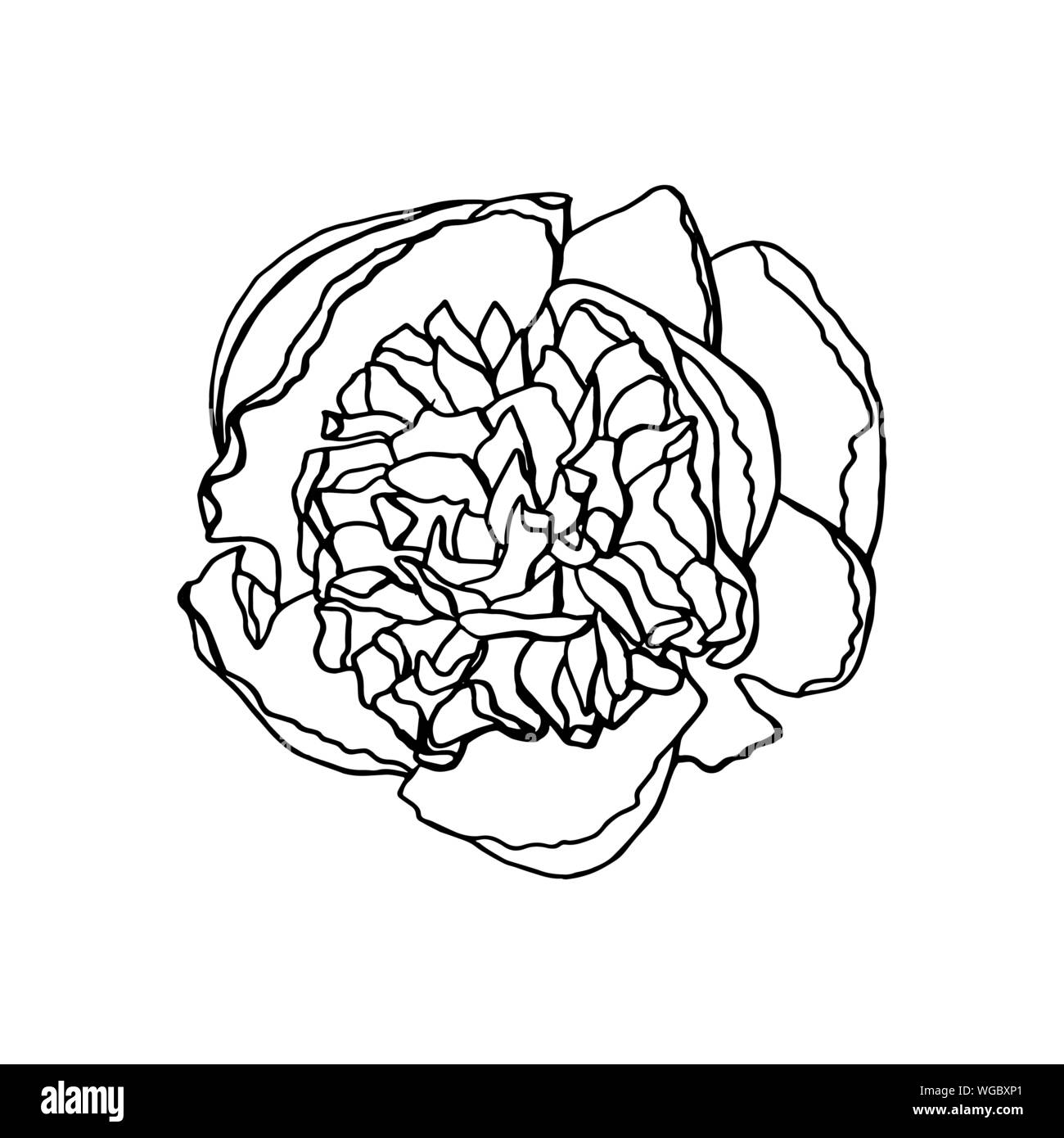 Hand gezeichnet Pfingstrose. Floral Design Element isoliert auf weißem ...