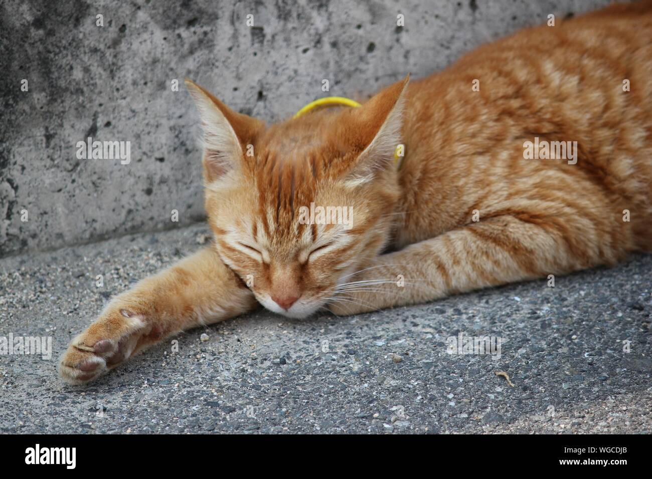 Schlafende katze braun -Fotos und -Bildmaterial in hoher Auflösung – Alamy