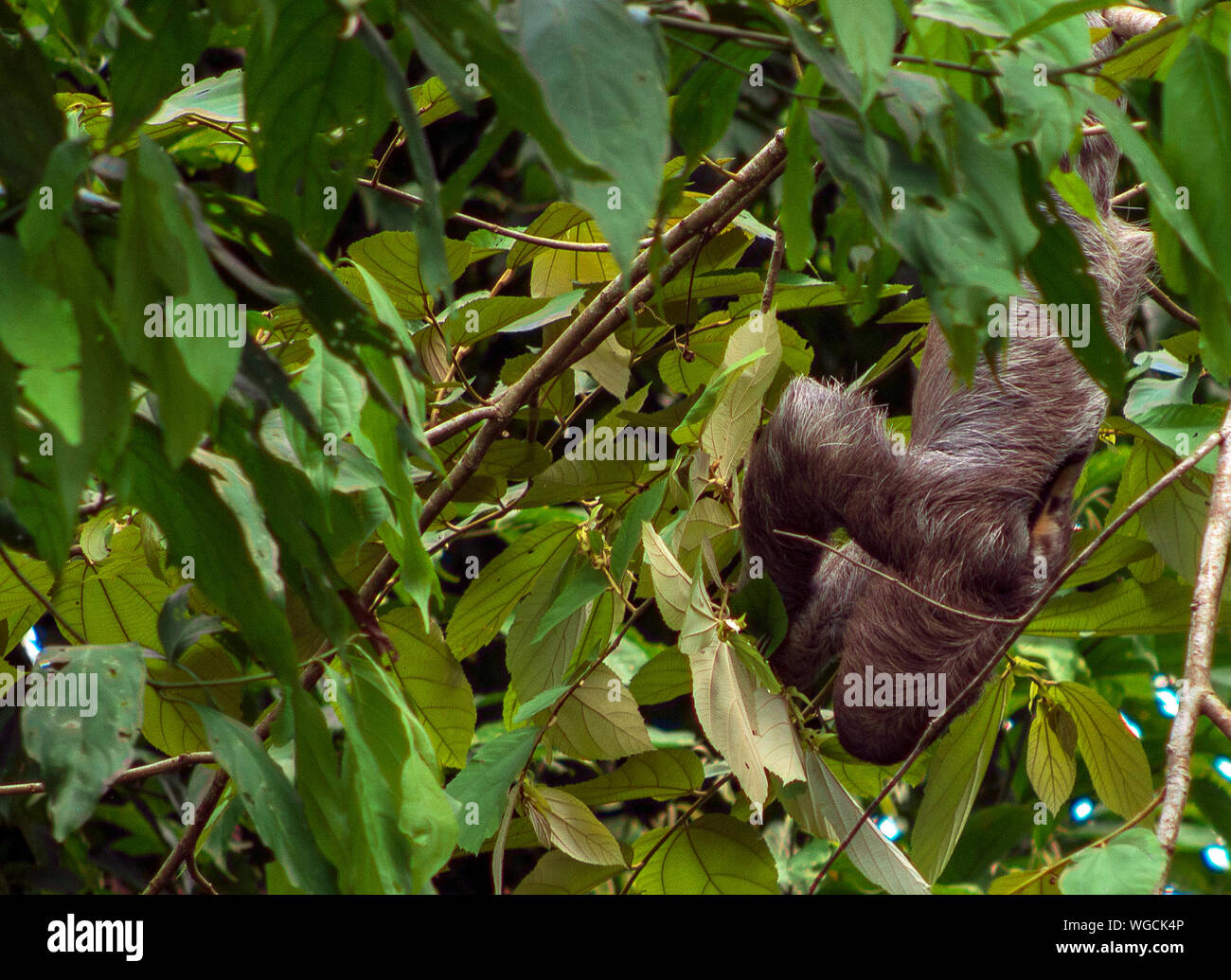 Faultier costa rica -Fotos und -Bildmaterial in hoher Auflösung – Alamy
