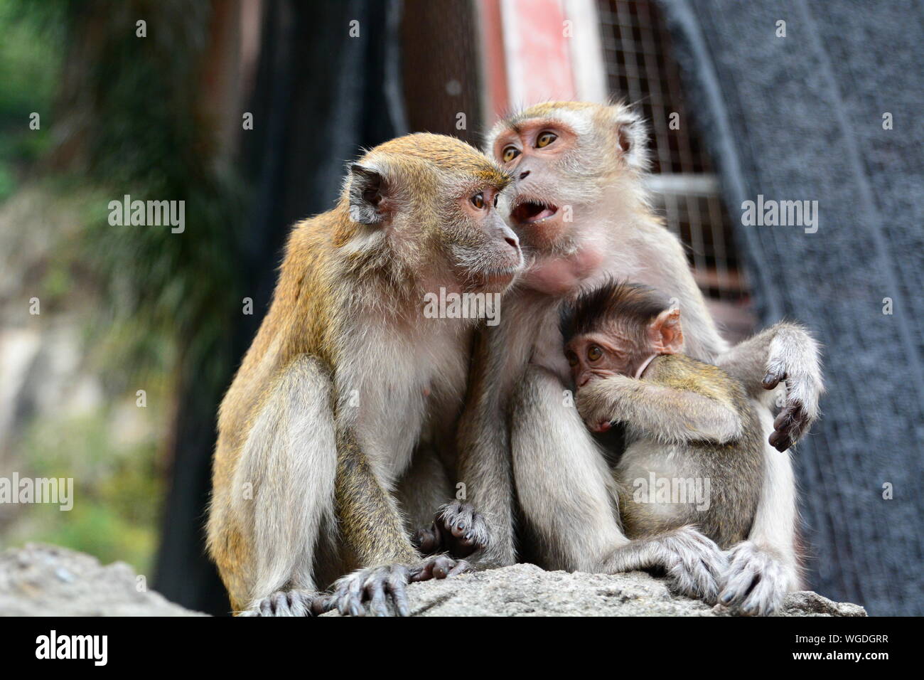 Die drei affen Stockfotos und -bilder Kaufen - Alamy