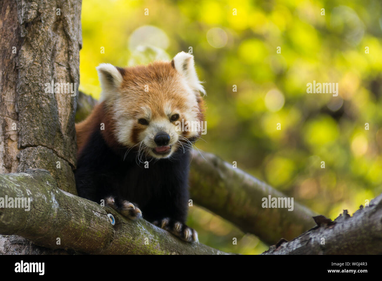 Roter panda auf einem ast -Fotos und -Bildmaterial in hoher Auflösung ...