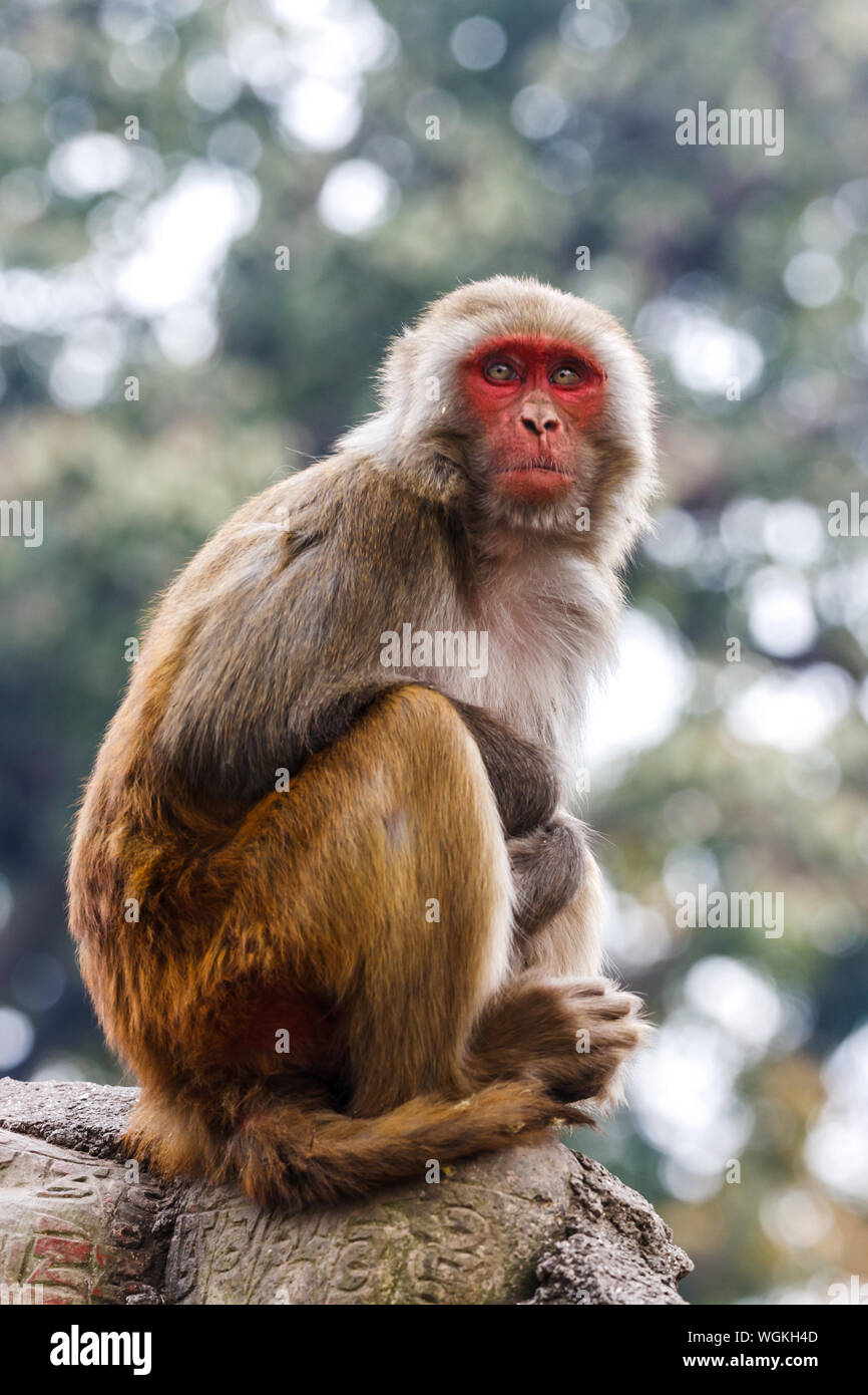 Affe sitzt auf den felsen -Fotos und -Bildmaterial in hoher Auflösung ...