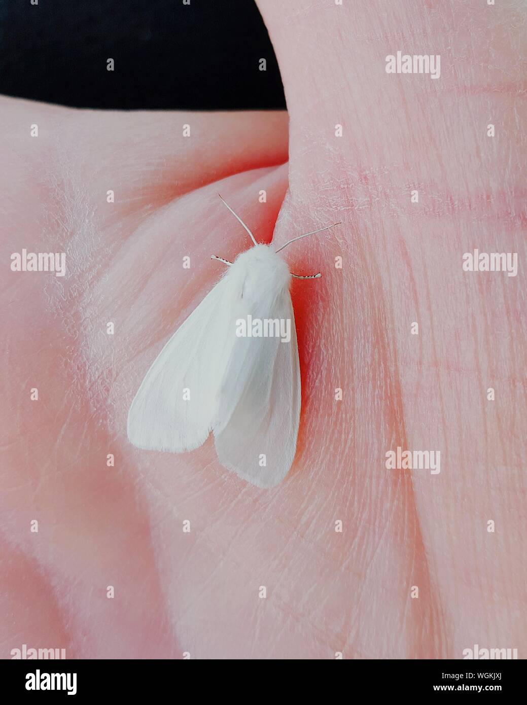 Small white moth -Fotos und -Bildmaterial in hoher Auflösung – Alamy