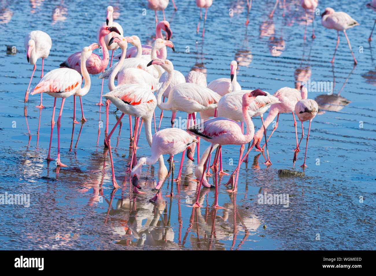Flamingos am strand -Fotos und -Bildmaterial in hoher Auflösung – Alamy
