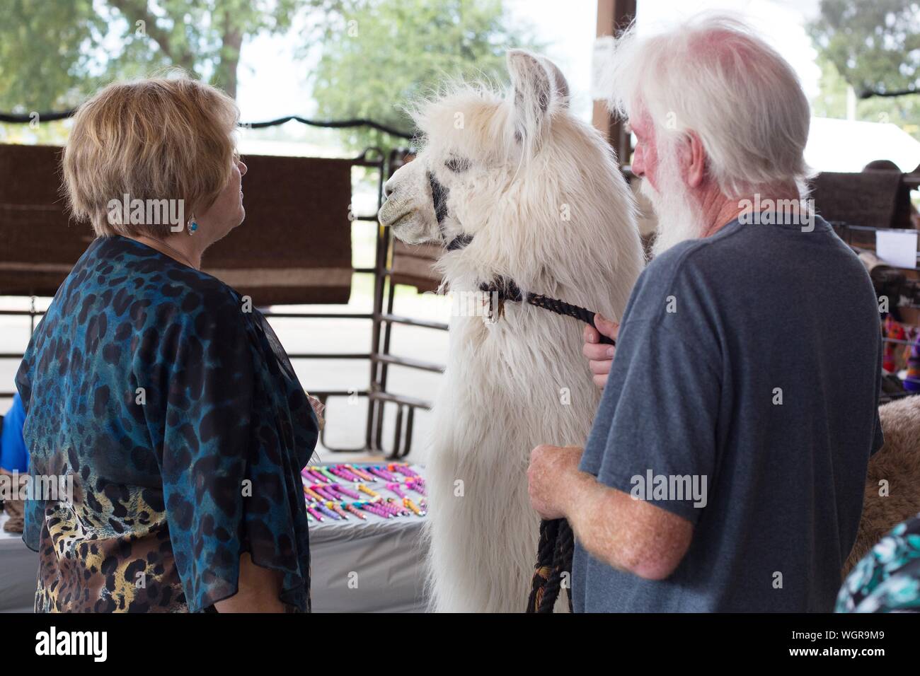 Lama kein drama -Fotos und -Bildmaterial in hoher Auflösung – Alamy