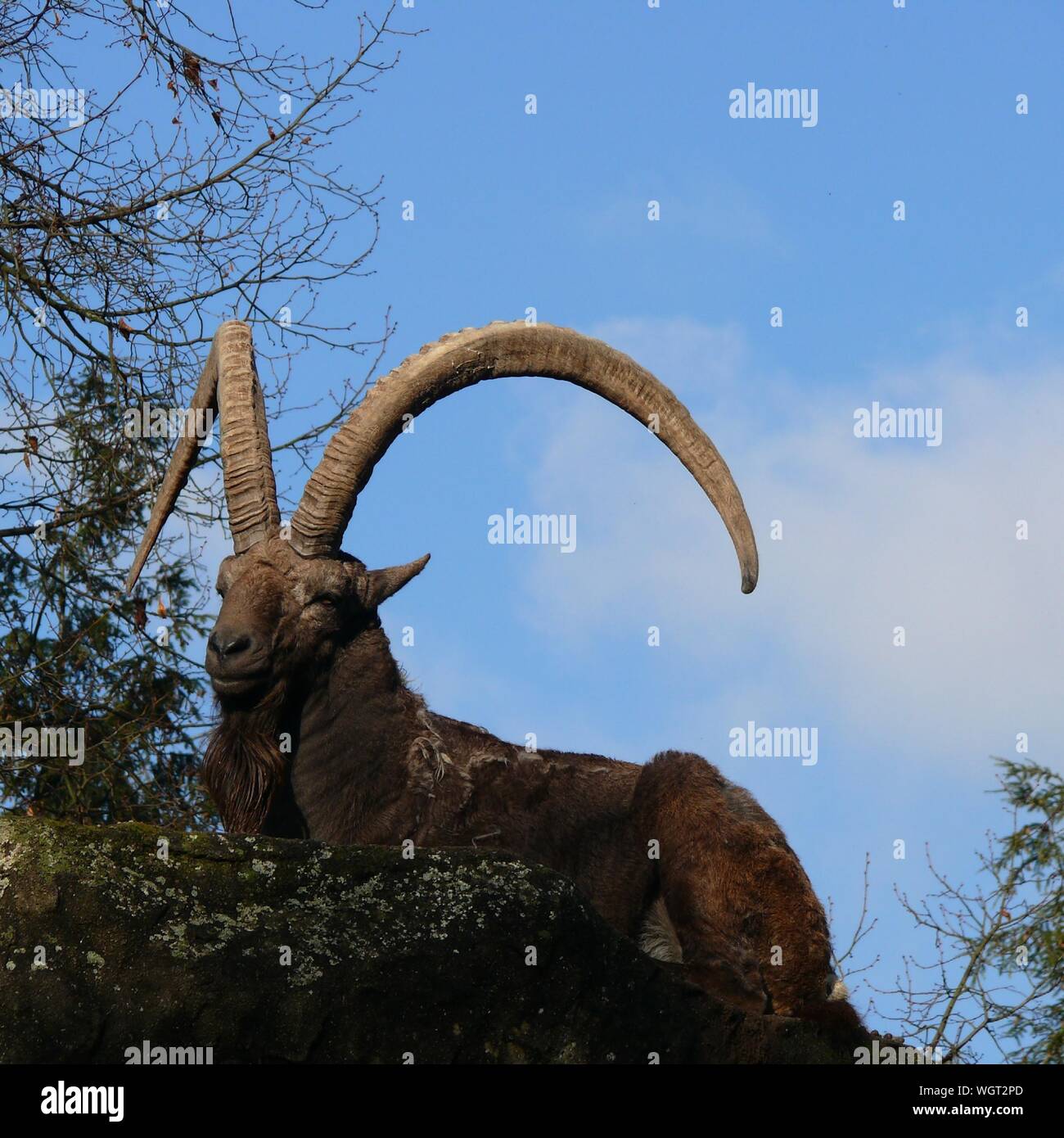 Ziege Lebensraum Stockfotos und -bilder Kaufen - Alamy