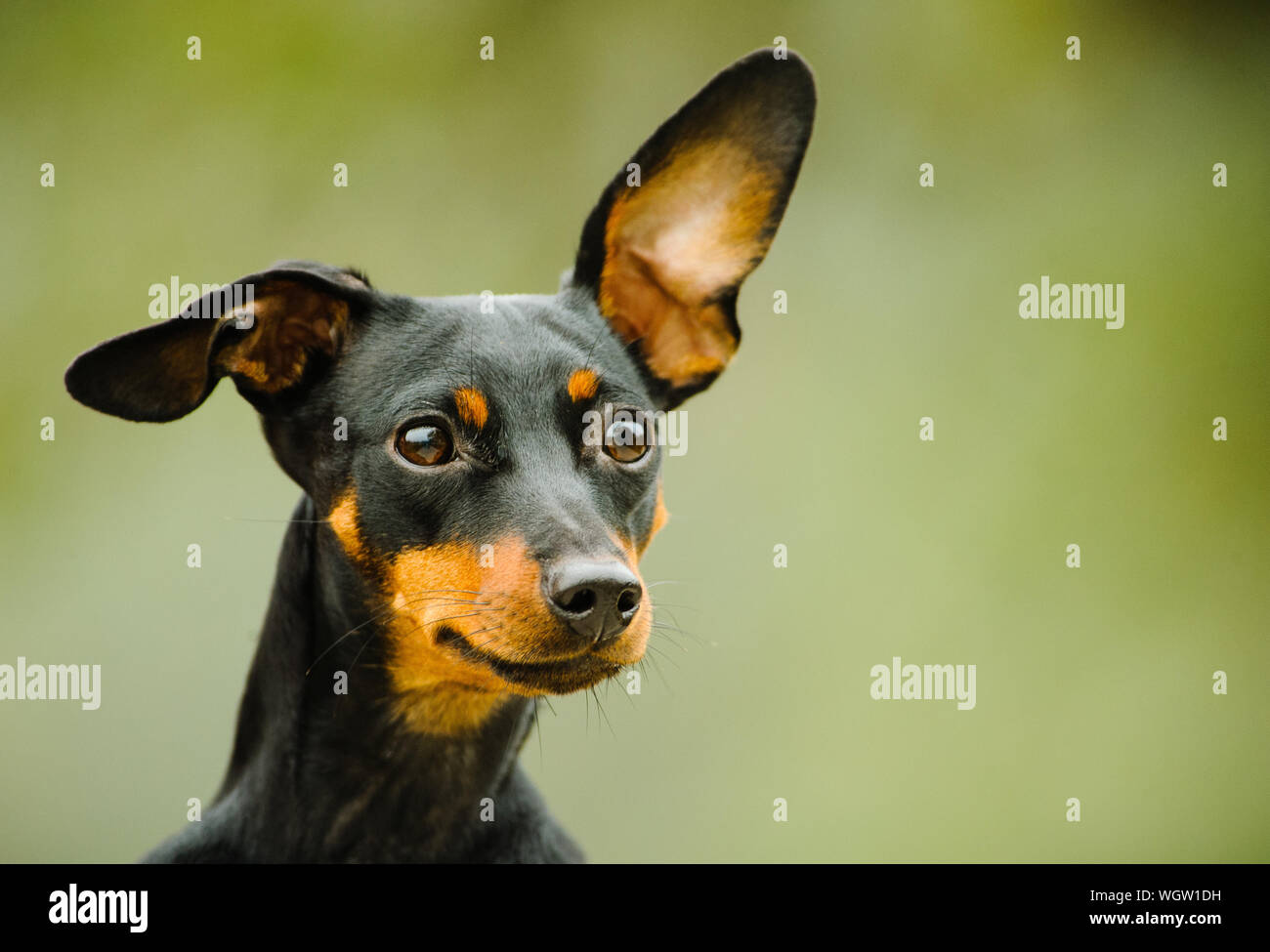 Zwergpinscher miniature pinscher -Fotos und -Bildmaterial in hoher ...
