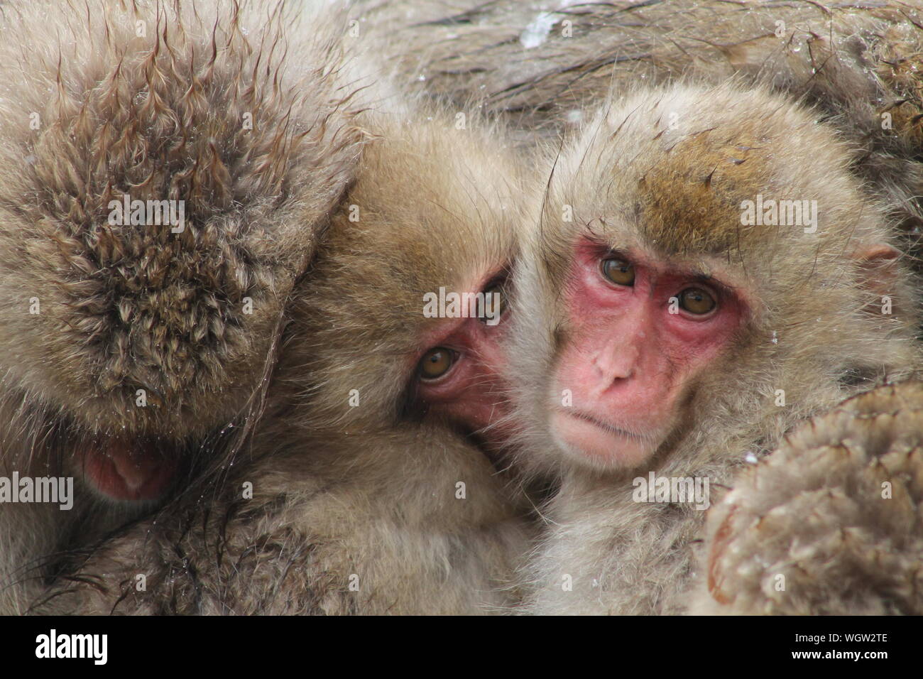 Japanische makaken -Fotos und -Bildmaterial in hoher Auflösung – Alamy