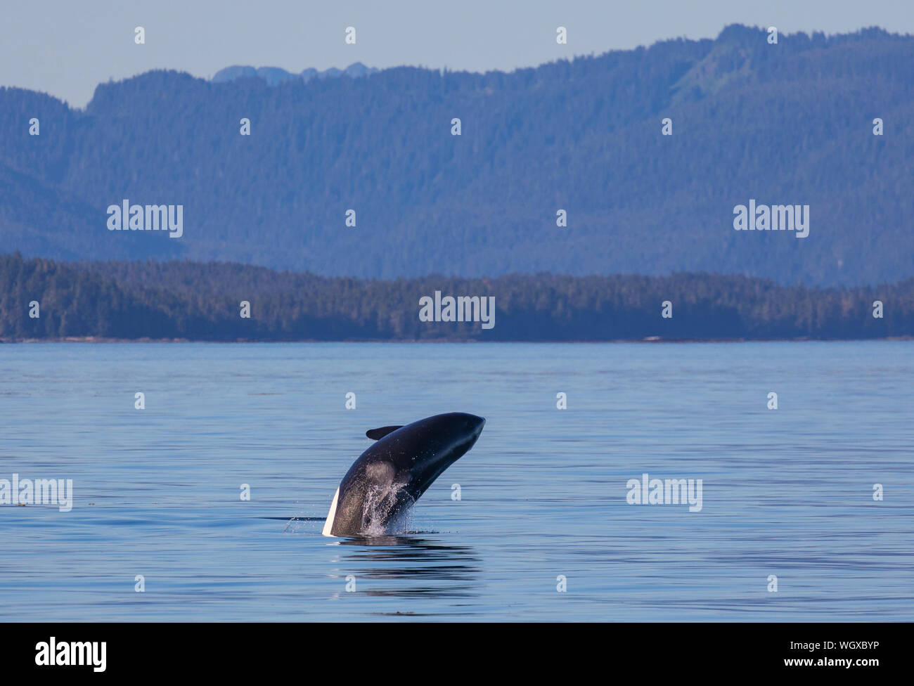 Wild orca -Fotos und -Bildmaterial in hoher Auflösung – Alamy