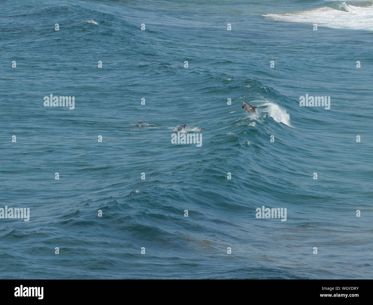 Delfine springen aus einer welle -Fotos und -Bildmaterial in hoher ...