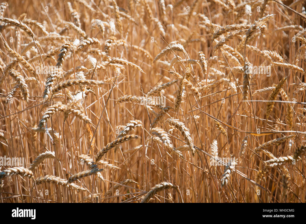 Stalks of wheat -Fotos und -Bildmaterial in hoher Auflösung – Alamy