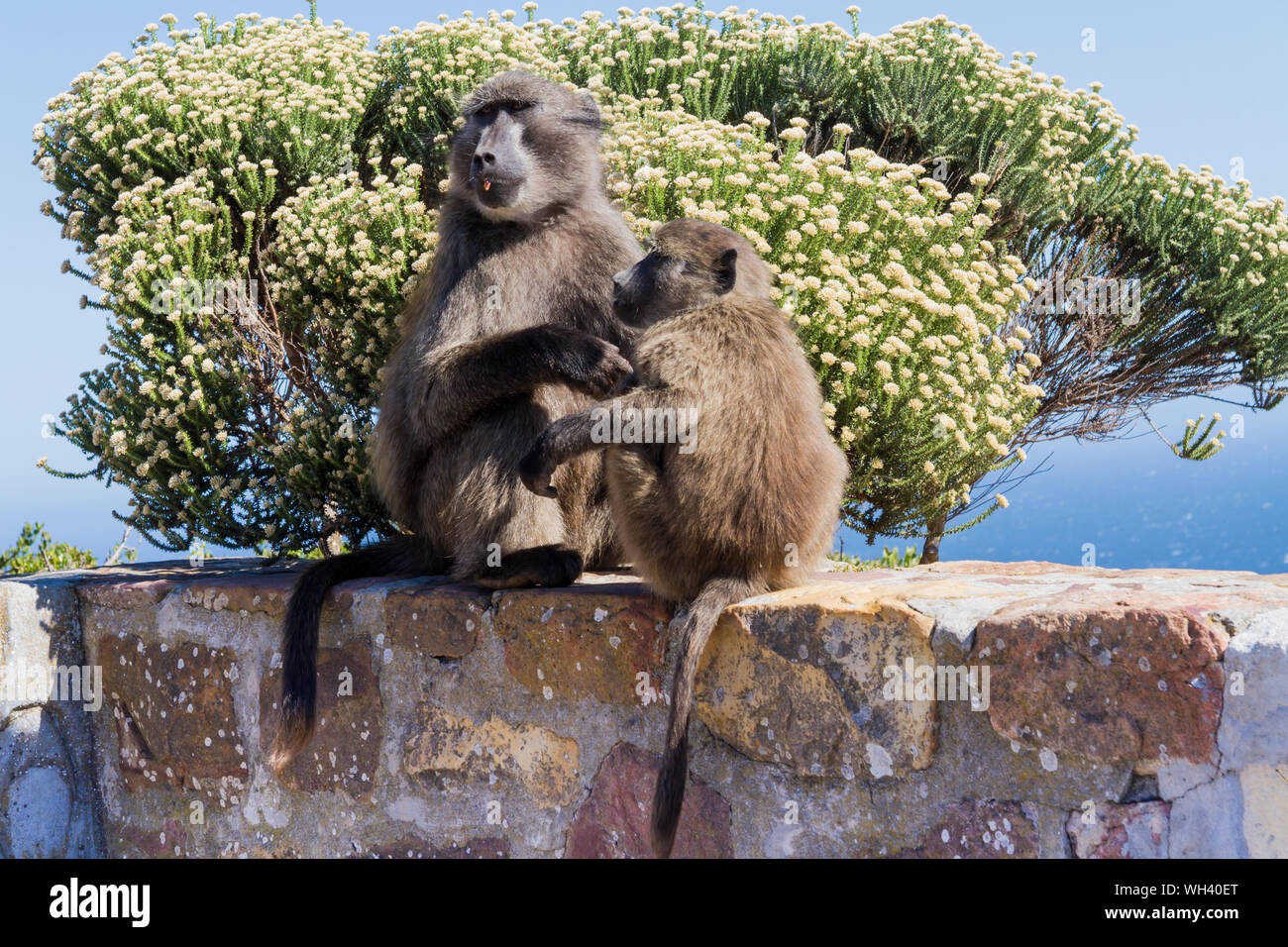 Pavian an der wand -Fotos und -Bildmaterial in hoher Auflösung – Alamy