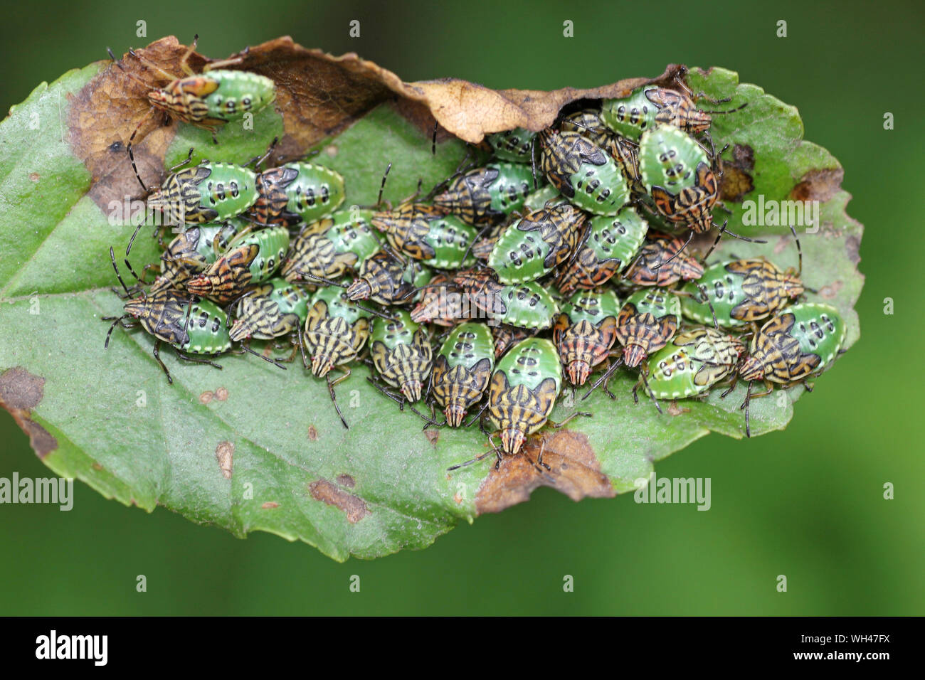 Uk eltern bug -Fotos und -Bildmaterial in hoher Auflösung – Alamy