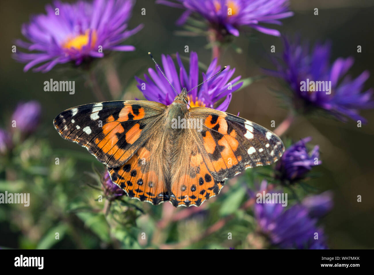 Distel gemalt -Fotos und -Bildmaterial in hoher Auflösung – Alamy