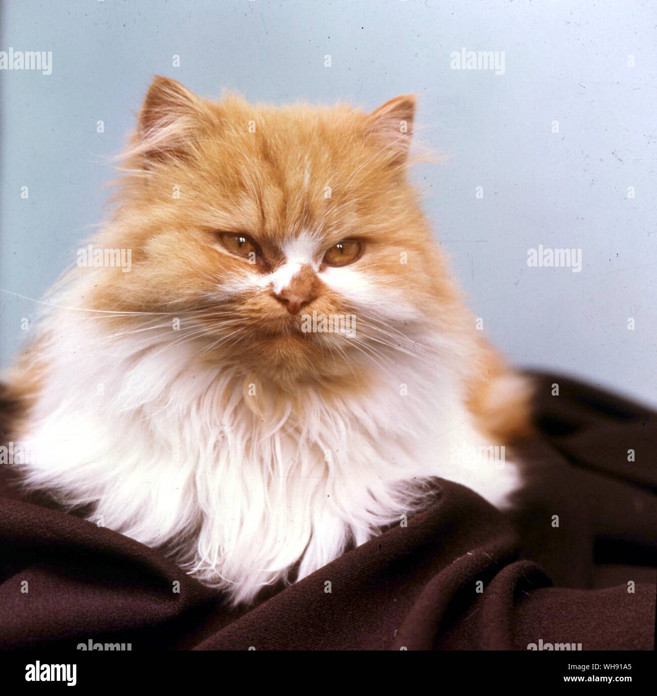 Mittellange haare -Fotos und -Bildmaterial in hoher Auflösung – Alamy