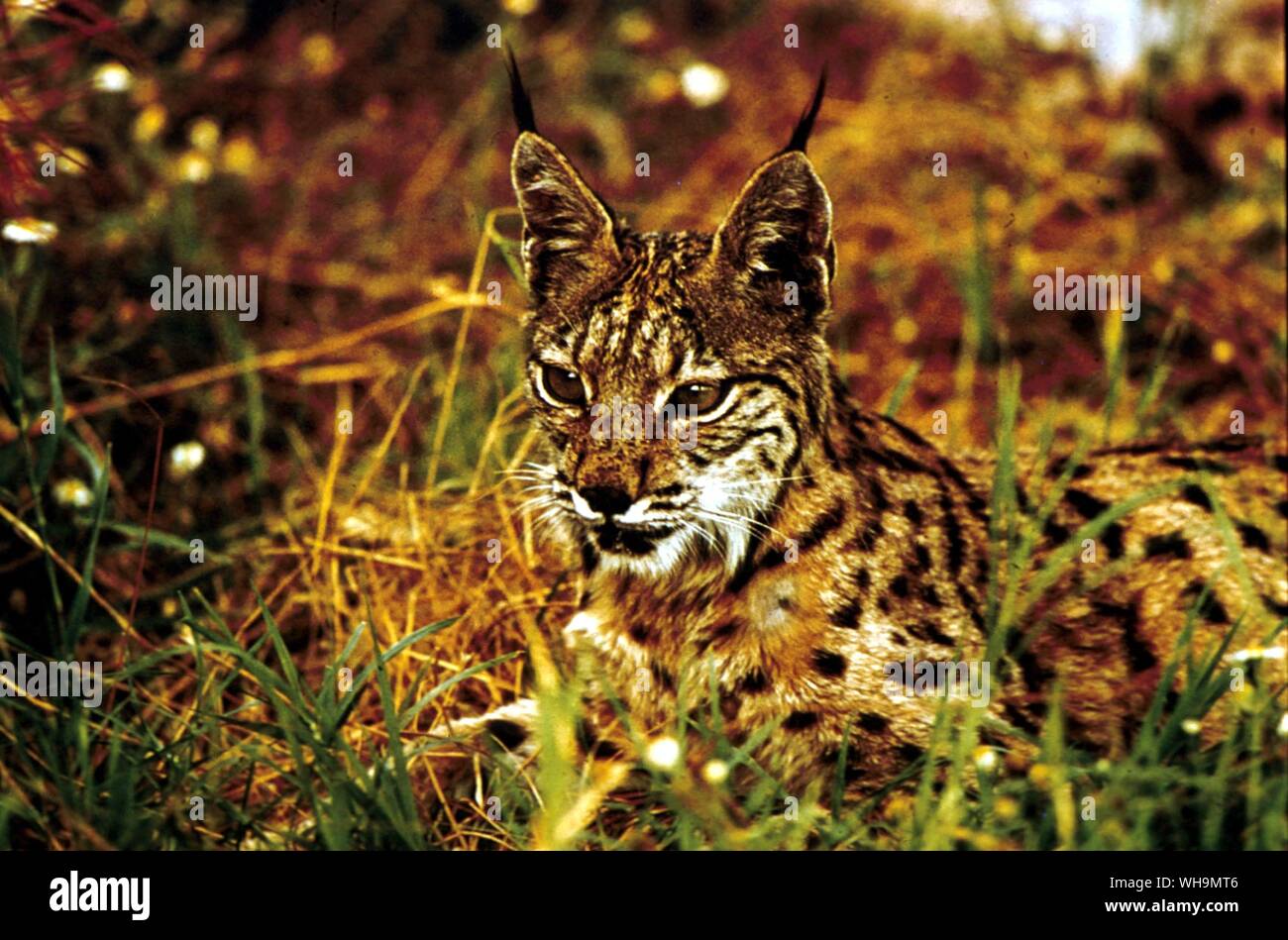 Der ozelot -Fotos und -Bildmaterial in hoher Auflösung – Alamy