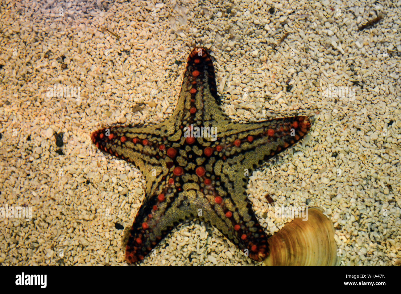 Seestern am kiesstrand -Fotos und -Bildmaterial in hoher Auflösung – Alamy