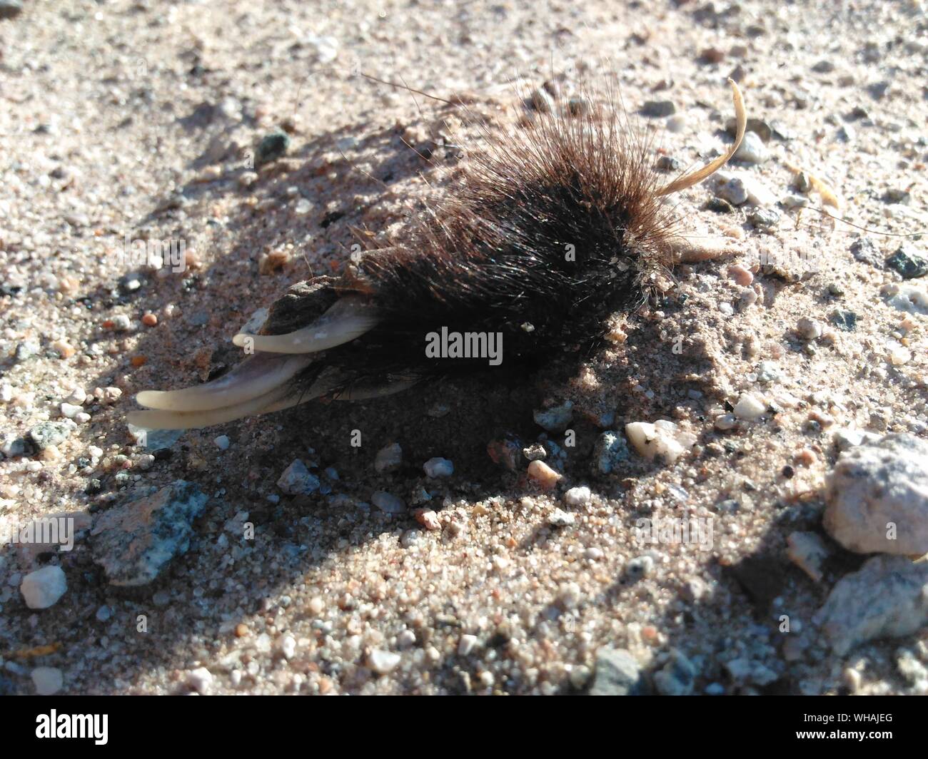 Totes Tier Am Strand Stockfotos und -bilder Kaufen - Alamy