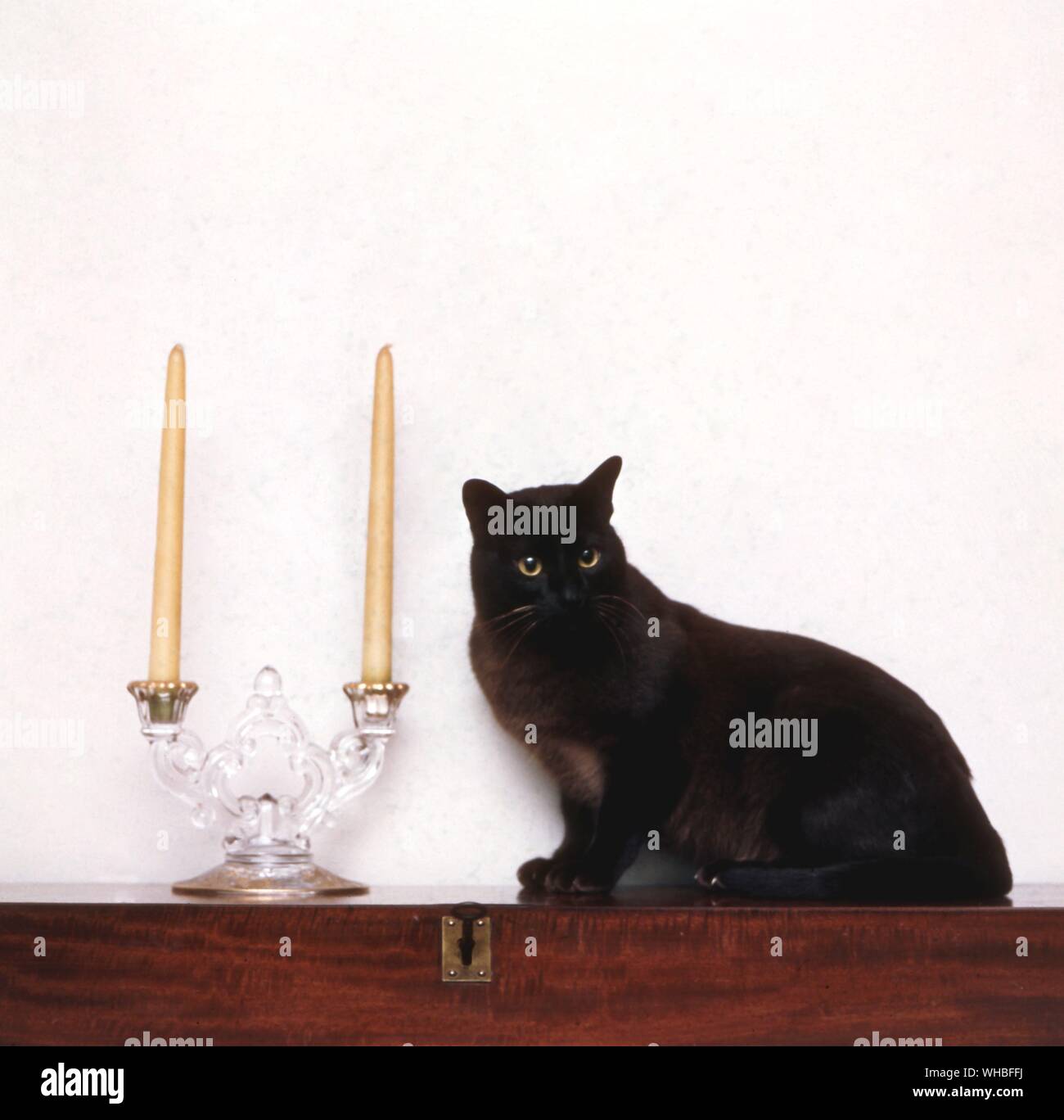 Birman cat -Fotos und -Bildmaterial in hoher Auflösung – Alamy