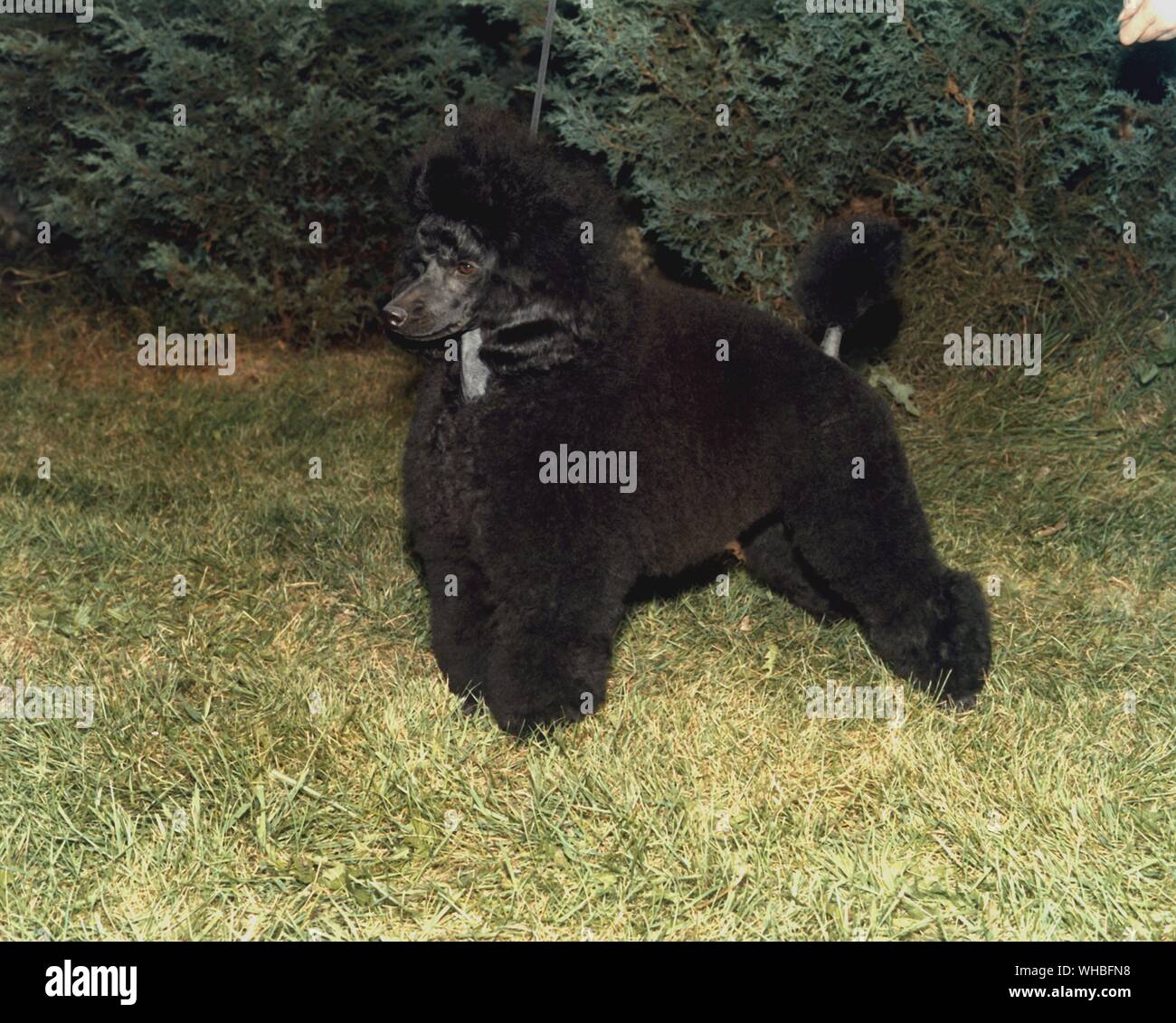 Toy poodle -Fotos und -Bildmaterial in hoher Auflösung – Alamy