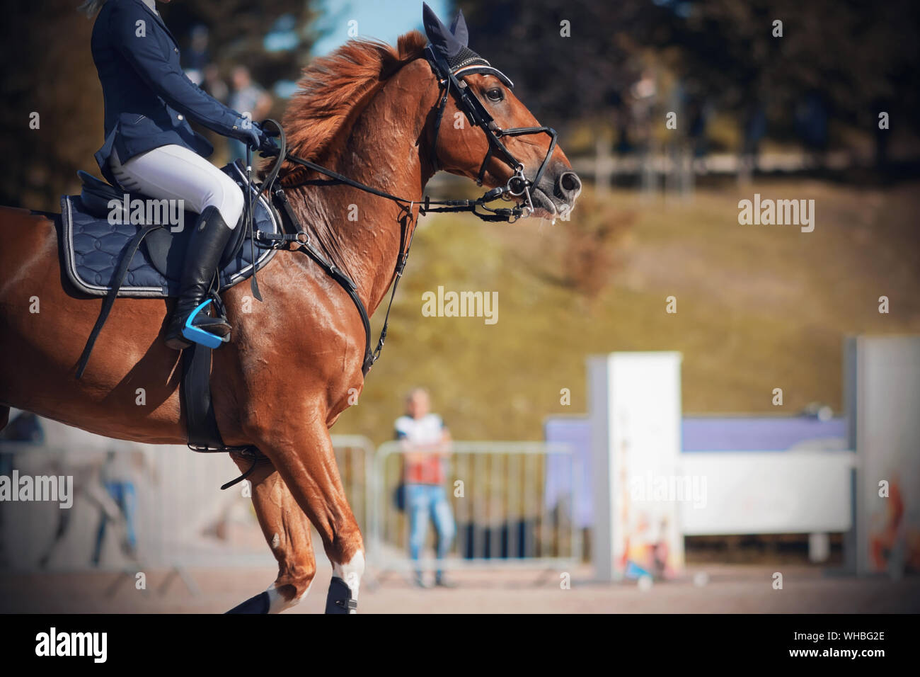 Hals galoppiert -Fotos und -Bildmaterial in hoher Auflösung – Alamy