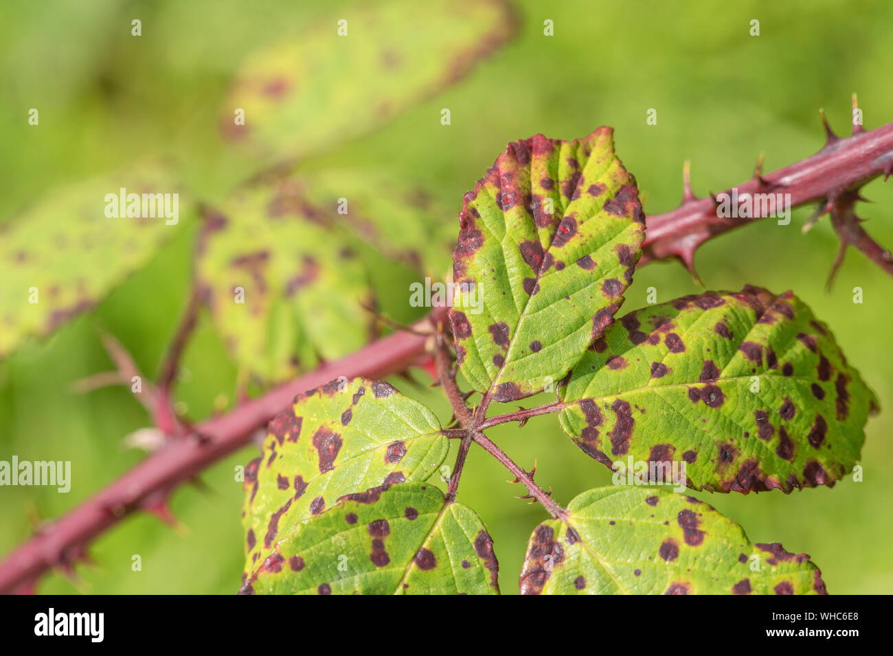 Echte brombeere -Fotos und -Bildmaterial in hoher Auflösung – Alamy