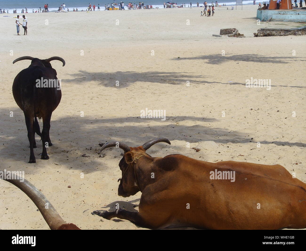 Braune kuh am strand -Fotos und -Bildmaterial in hoher Auflösung – Alamy