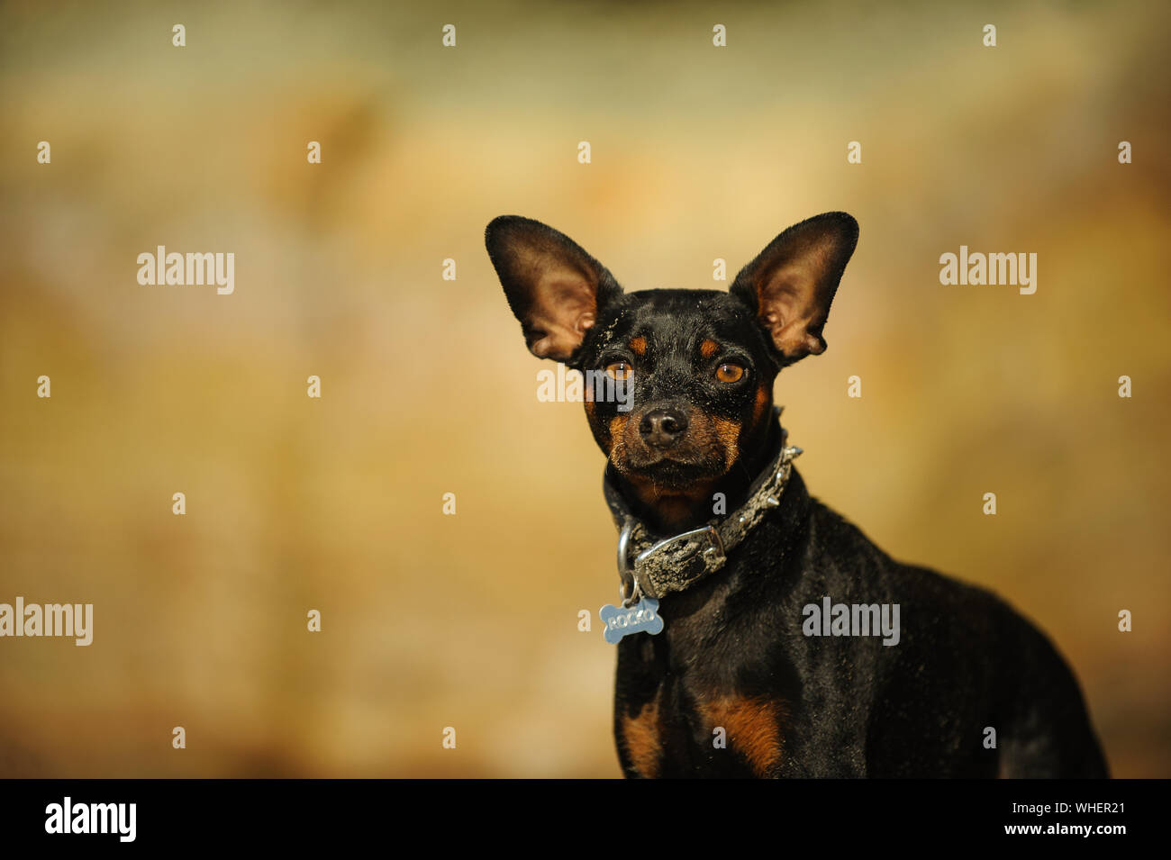Zwergpinscher miniature pinscher -Fotos und -Bildmaterial in hoher ...