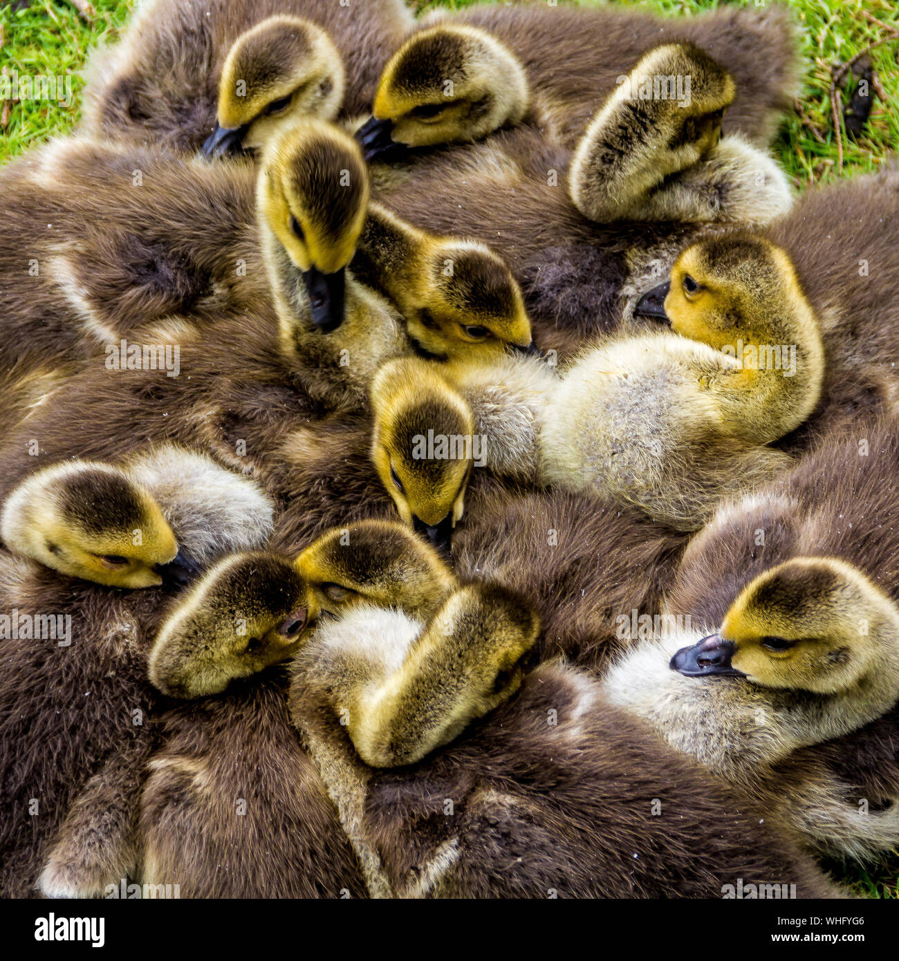 Baby ducks -Fotos und -Bildmaterial in hoher Auflösung – Alamy